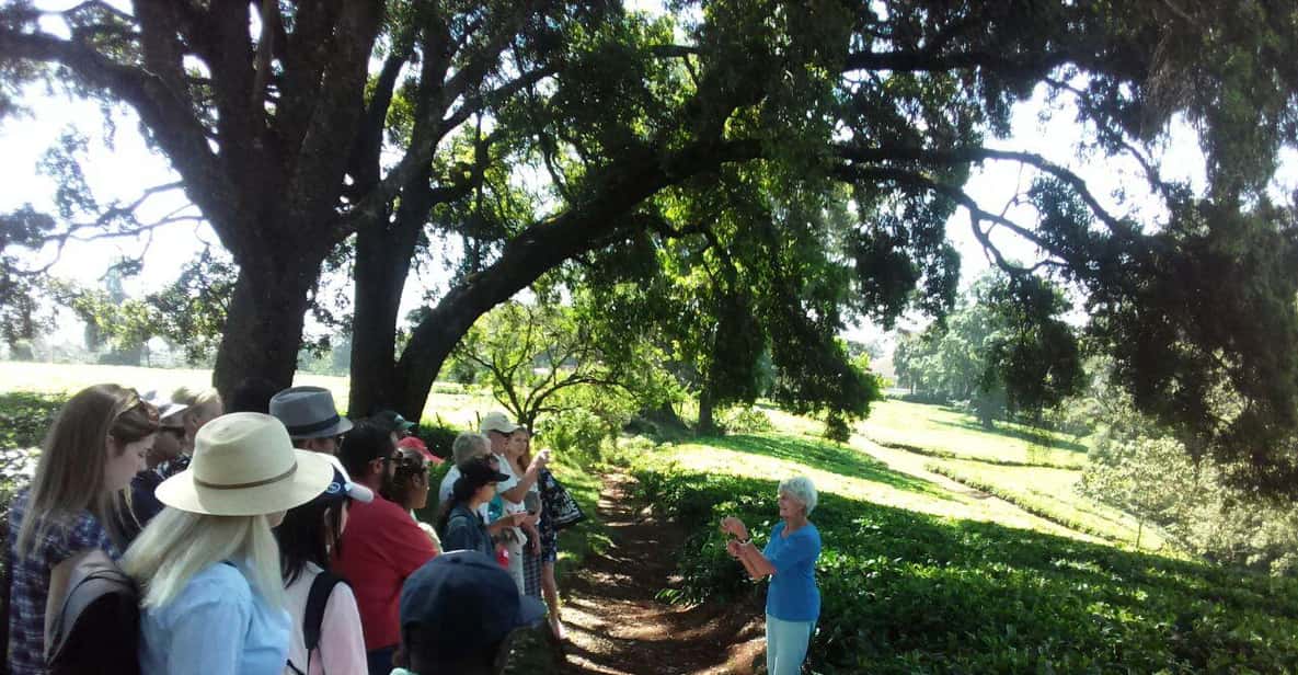Nairobi Airport Layover: Kiambethu Tea Farm Tour & Lunch | GetYourGuide