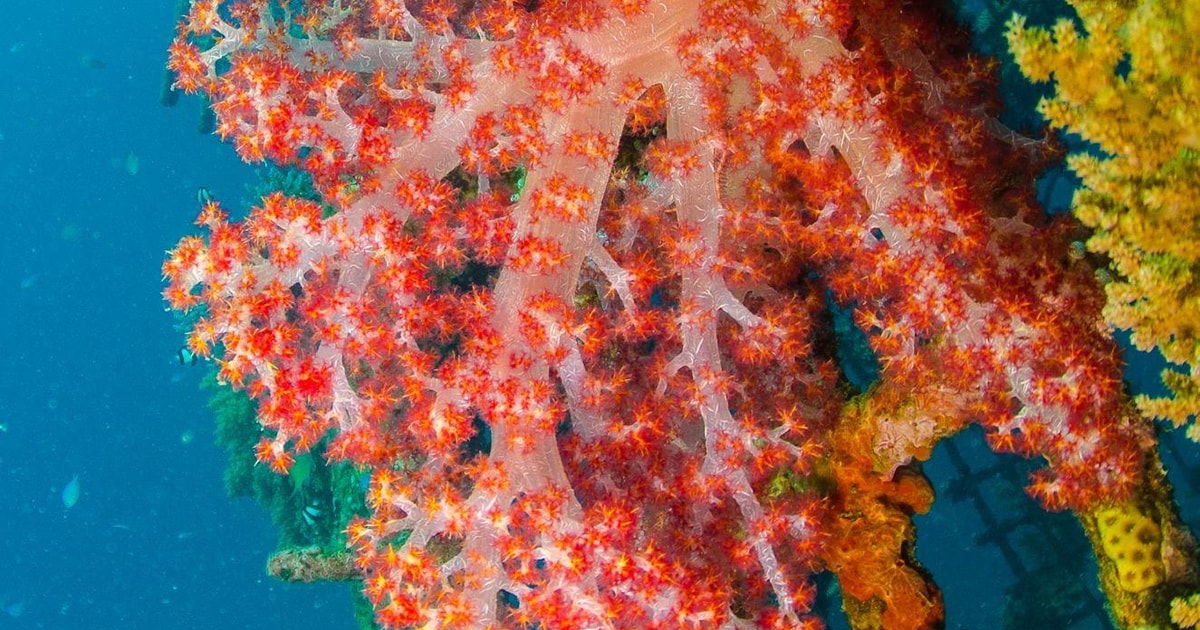 Private: Punta Cana: Reef Diving Adventure with Hotel Pickup | GetYourGuide
