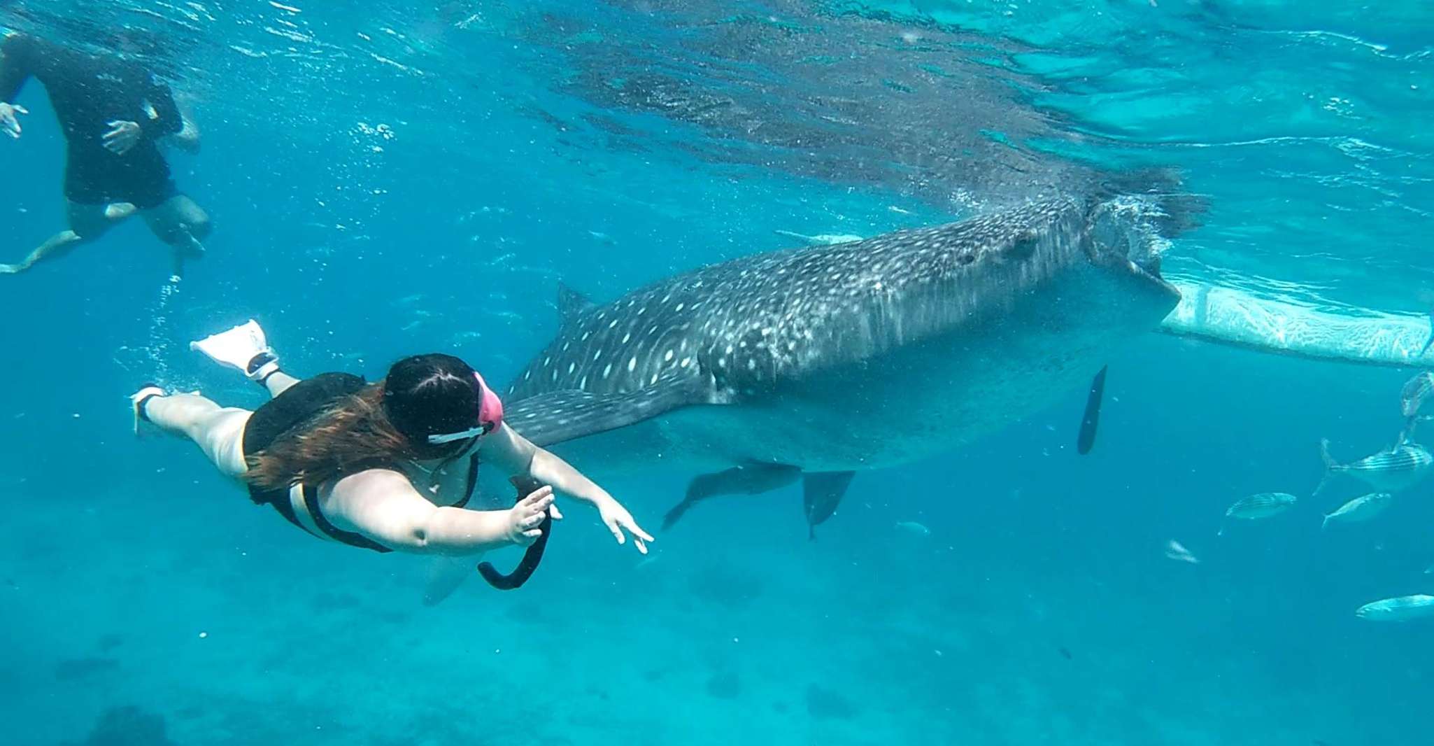 Whaleshark Swimming & Sardine Run, Turtle Chasing Day Trip | Water ...