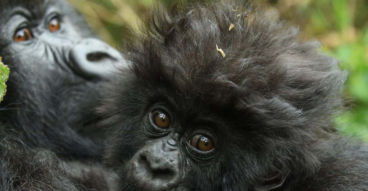 Kigali: Rwanda - sledování goril v národním parku Volcanoes | GetYourGuide