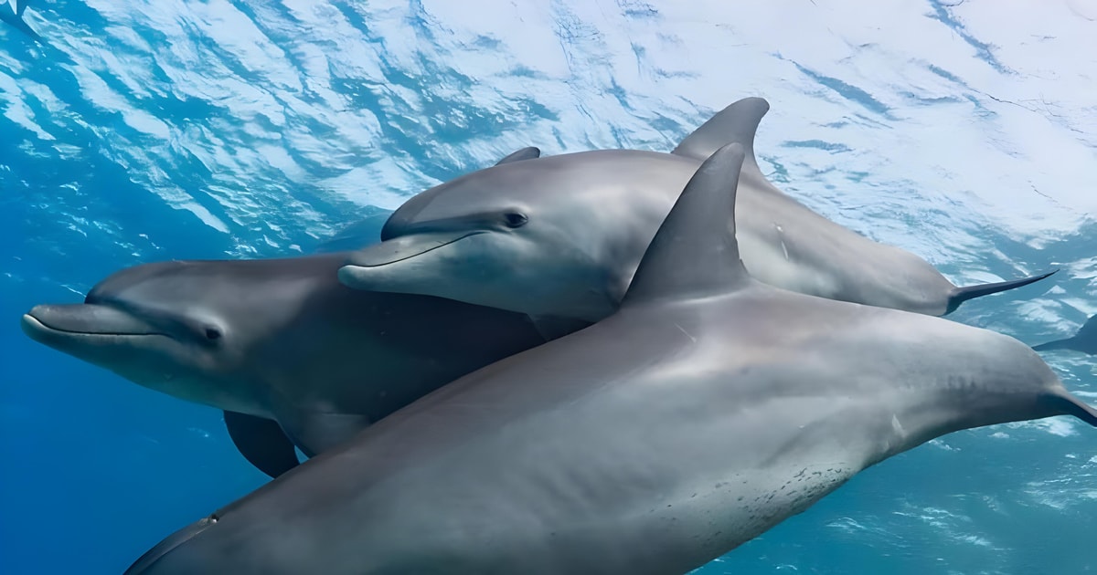 Mangapwani: Mnemba Insel Delfin und Schnorchelausflug | GetYourGuide