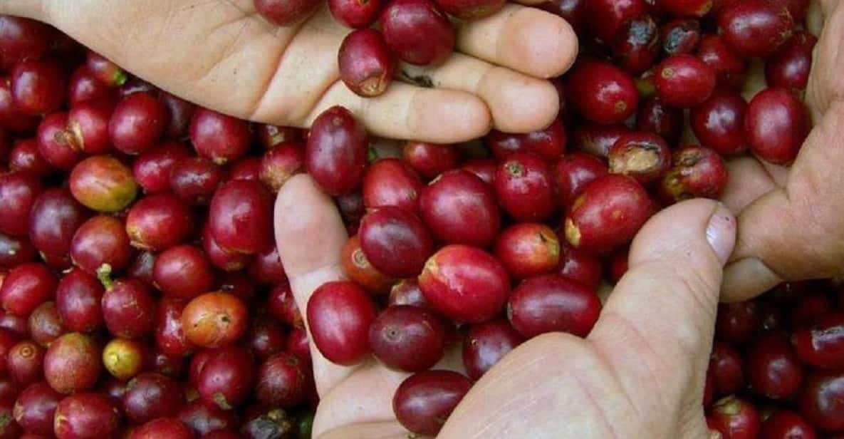 Huatulco: Local Coffee Tasting and Cultural Experience | GetYourGuide