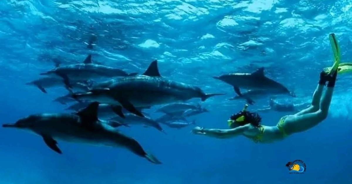 Sansibar: Mnemba Atoll Schwimmen & Schnorcheln mit Delfinen | GetYourGuide