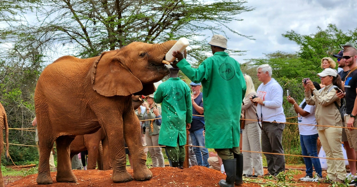 David Sheldrick Elephant Orphanage & Beads Factory Tour | GetYourGuide