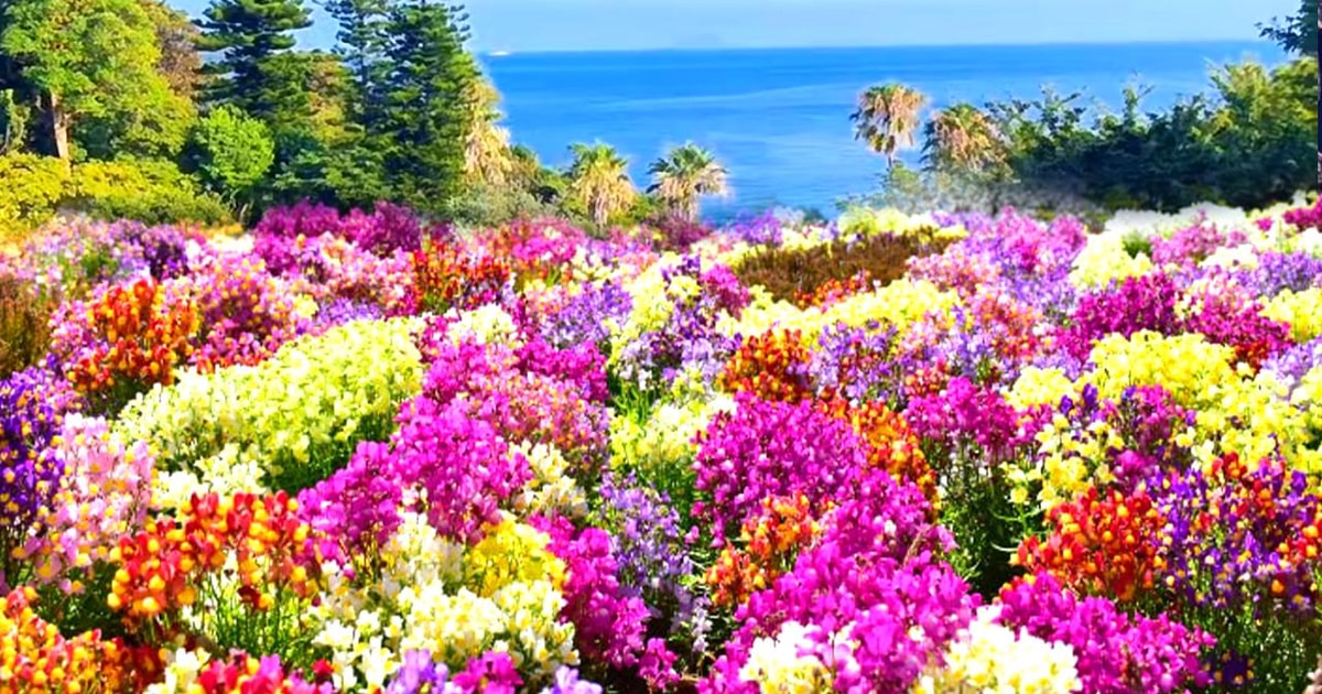Tokyo: Izu Hydrangea Ocean, Jogasaki Beach & Hot Spring Day | GetYourGuide