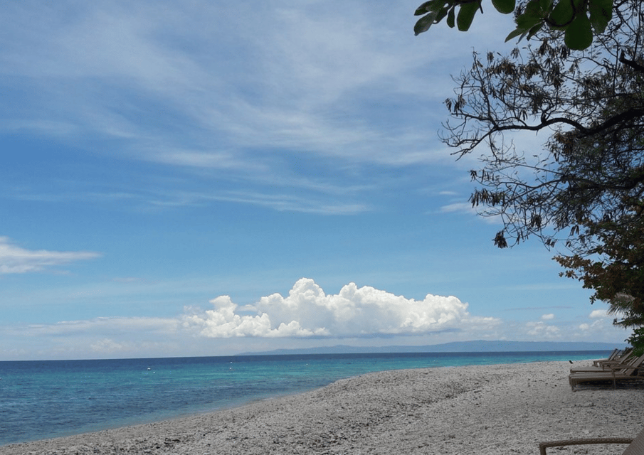 Cebu Oslob Whaleshark Tours | GetYourGuide