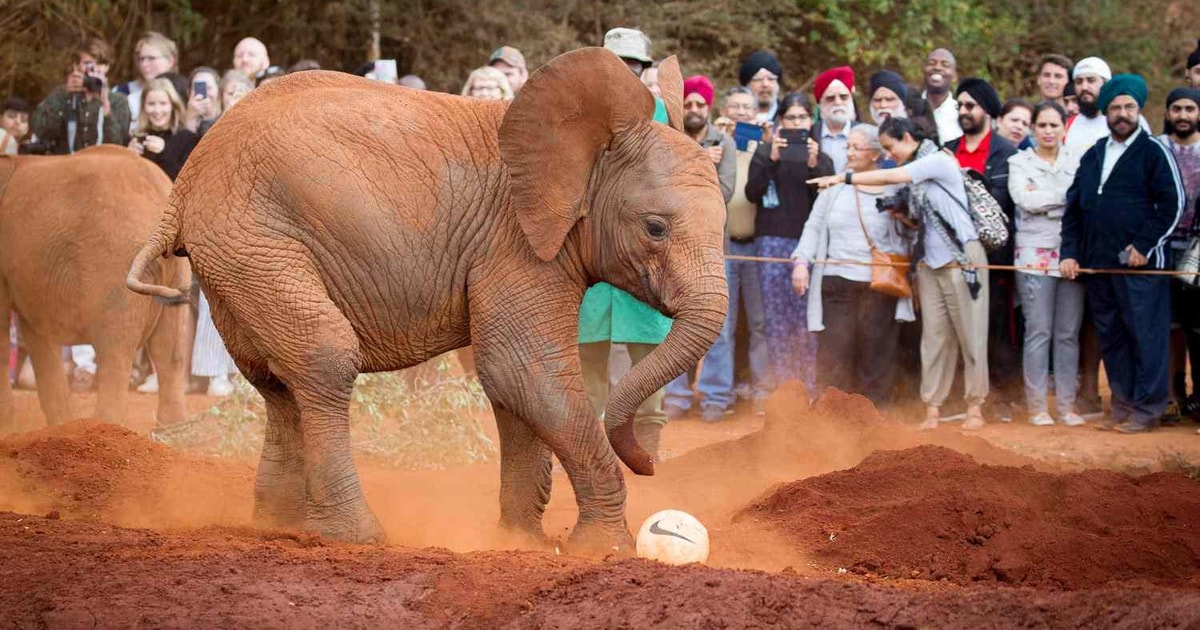 Giraffe, Elefantenwaisenhaus & Bomas von Kenia Tagestour. | GetYourGuide