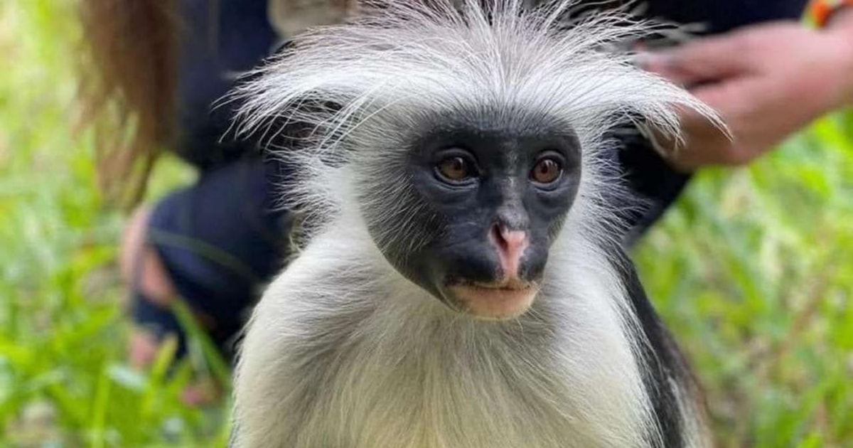 Zanzíbar: Descubre los monos colobos rojos en el bosque de Jozanzi ...