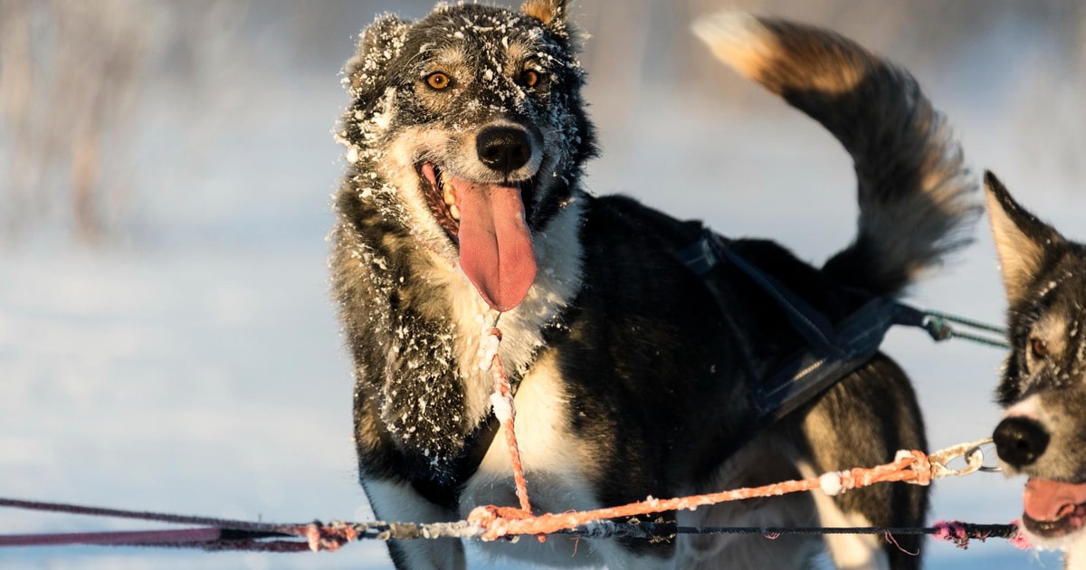 Excursión en trineo tirado por perros | GetYourGuide
