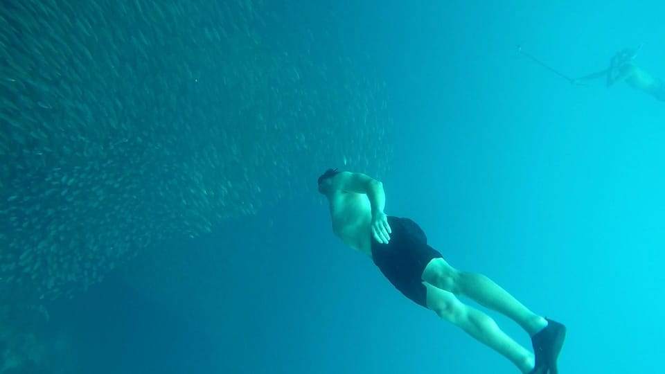 Moalboal:Dive Pescador Island, Sardine Run & Turtle Paradise | GetYourGuide
