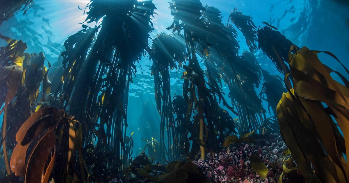 Cape Town; Kelp Forest SCUBA Dive | GetYourGuide