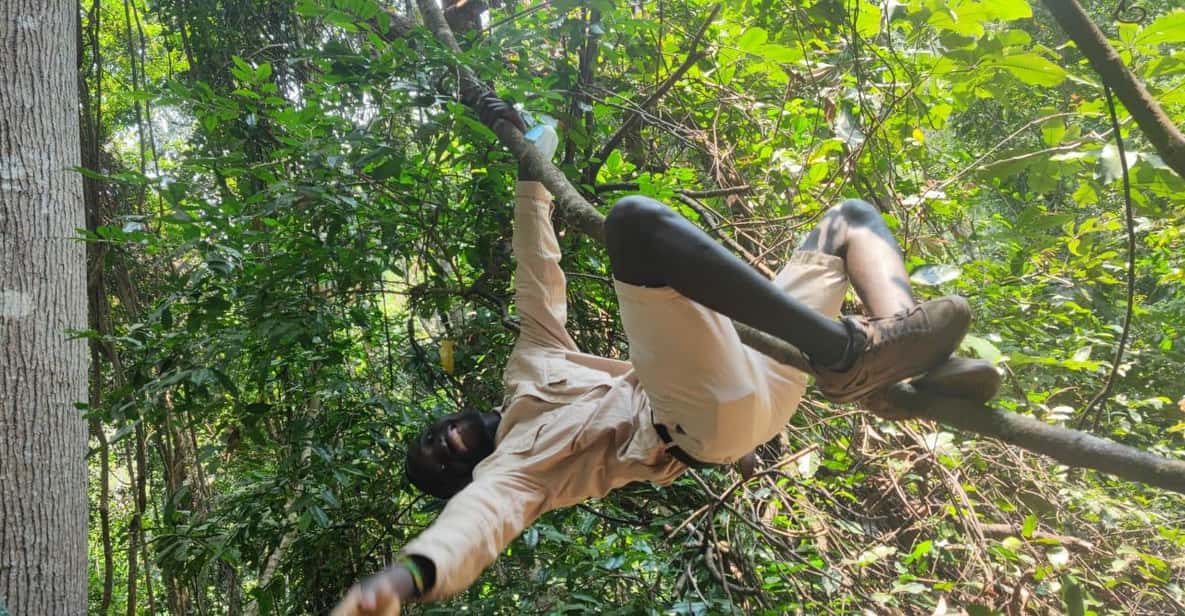Chimpanzee track in Gombe national park | GetYourGuide