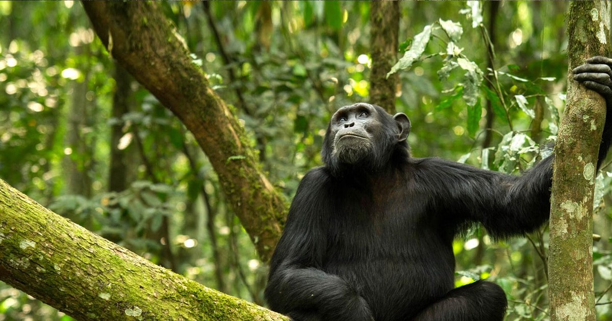Desde Zanzíbar: 3 días en Kigoma y el Parque Nacional de Gombe en avión. | GetYourGuide