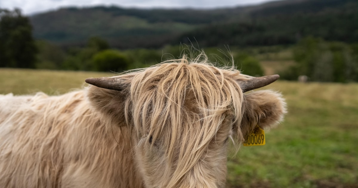 Edimburgo: Excursión para ver vacas de las Highlands | GetYourGuide