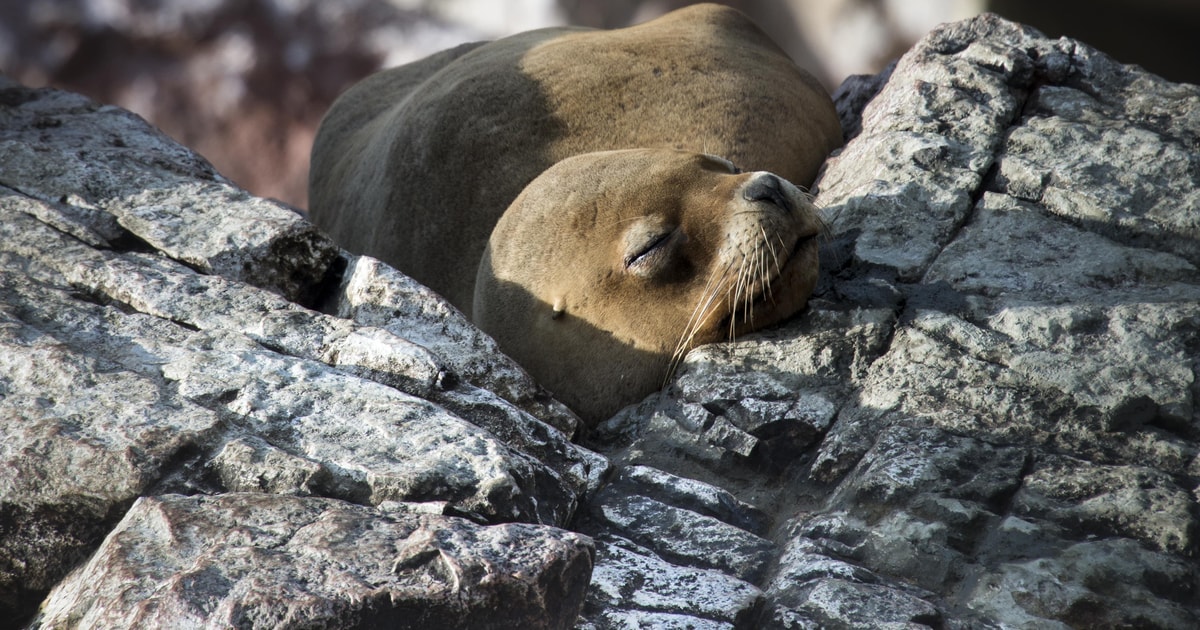 From Paracas: Explore the Natural Wonder of the Ballestas Islands ...