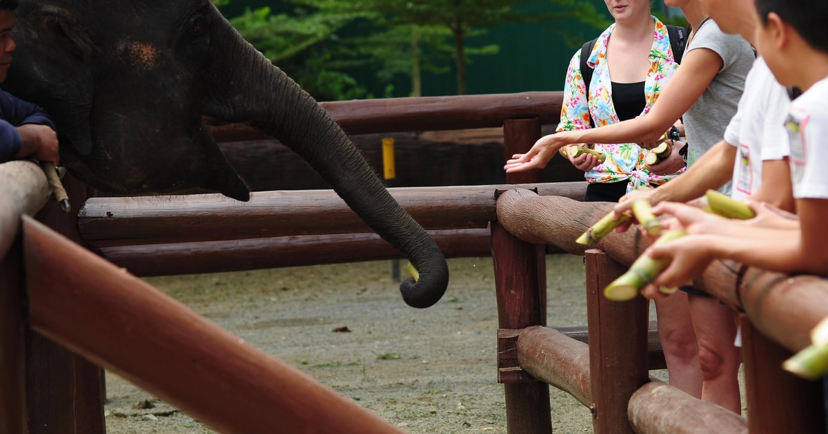 Από την Κουάλα Λουμπούρ: Gandah Elephant Sanctuary Day Tour | GetYourGuide