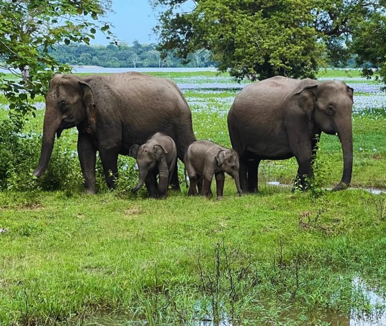 KANDY AND PINNAWELA ELEPHANT ORPHANAGE DAY TOUR | GetYourGuide