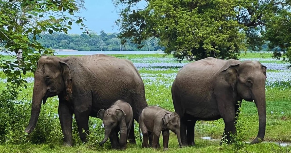 KANDY AND PINNAWELA ELEPHANT ORPHANAGE DAY TOUR | GetYourGuide