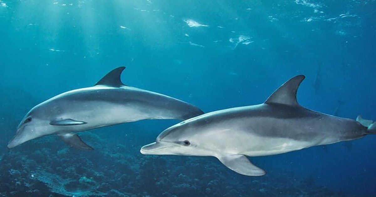 Private Dolphin Watching and Snorkeling Tour | GetYourGuide