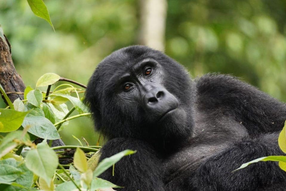 three days Gollira Trekking | GetYourGuide