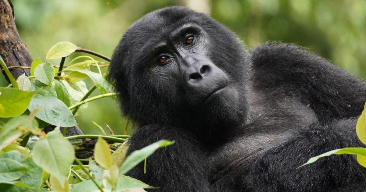 three days Gollira Trekking | GetYourGuide