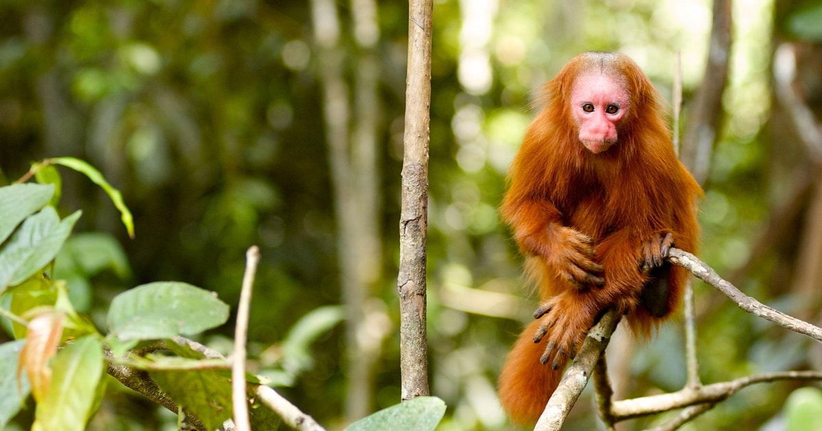 Excursión a la Selva de la Reserva Nacional Pacaya Samiria. | GetYourGuide