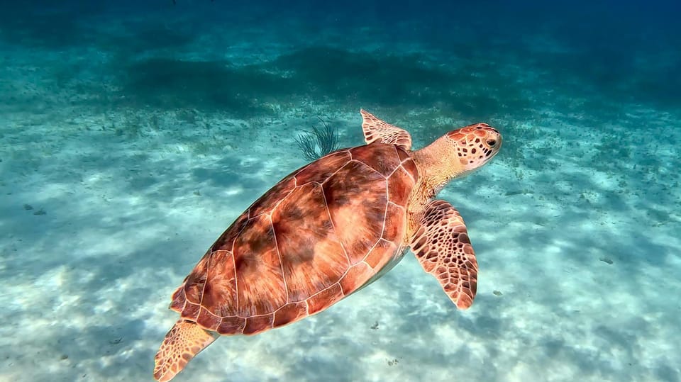 The Cozumel Turtle Sanctuary Snorkel Tour | GetYourGuide