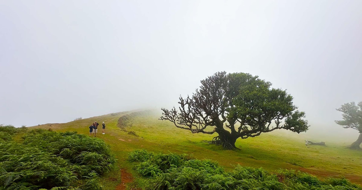 Fanal / Assobiadores - Levada Walk | GetYourGuide