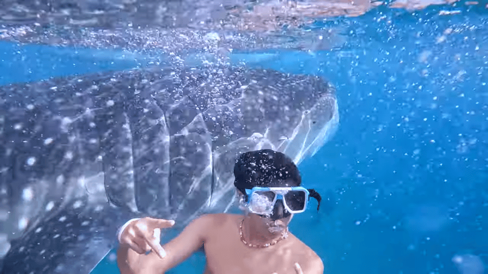 Cebu:Whale Shark Encounter &Moalboal Sardines &Turtle Thrill | GetYourGuide