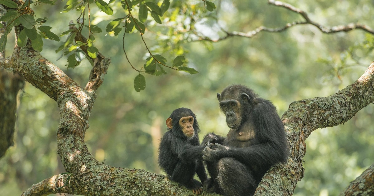 Kigoma: Gombe National Park Day Trip with Chimpanzee Trek | GetYourGuide