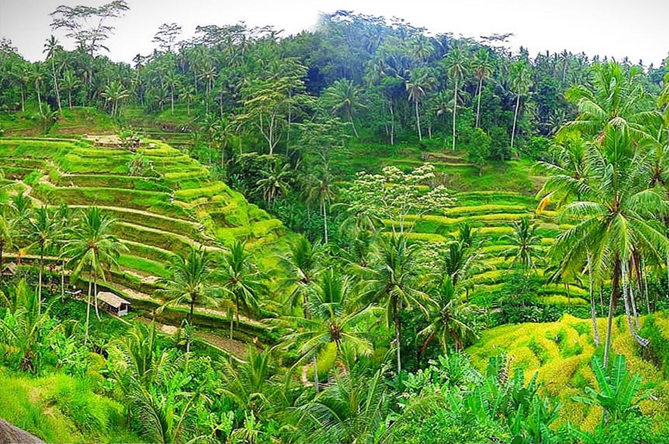Bali Volcano: including Ubud Culture, Waterfall, Rice Fields | GetYourGuide
