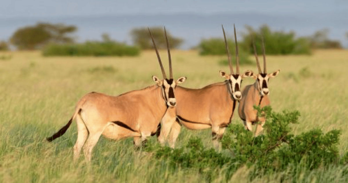 From Addis Ababa: 3-Day Awash Game Drive Safari Tour | GetYourGuide