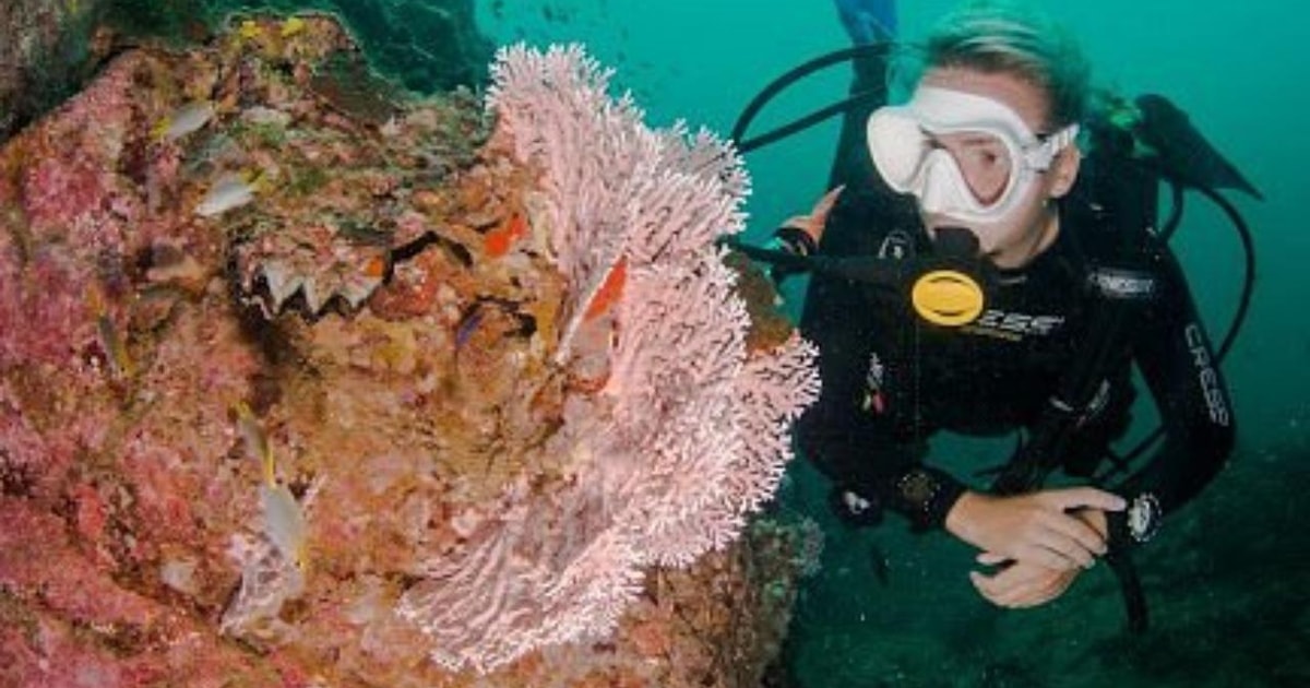 Salalah: Scuba Diving Discover Oman’s hidden underwater gems | GetYourGuide