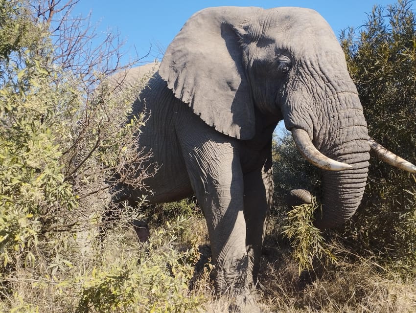 Safari de un día a Pilanesberg desde Johannesburgo | GetYourGuide