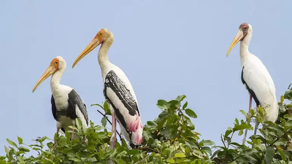 Bird Watching at Prek Toal Tonlé Sap Lake Biosphere Reserve | GetYourGuide