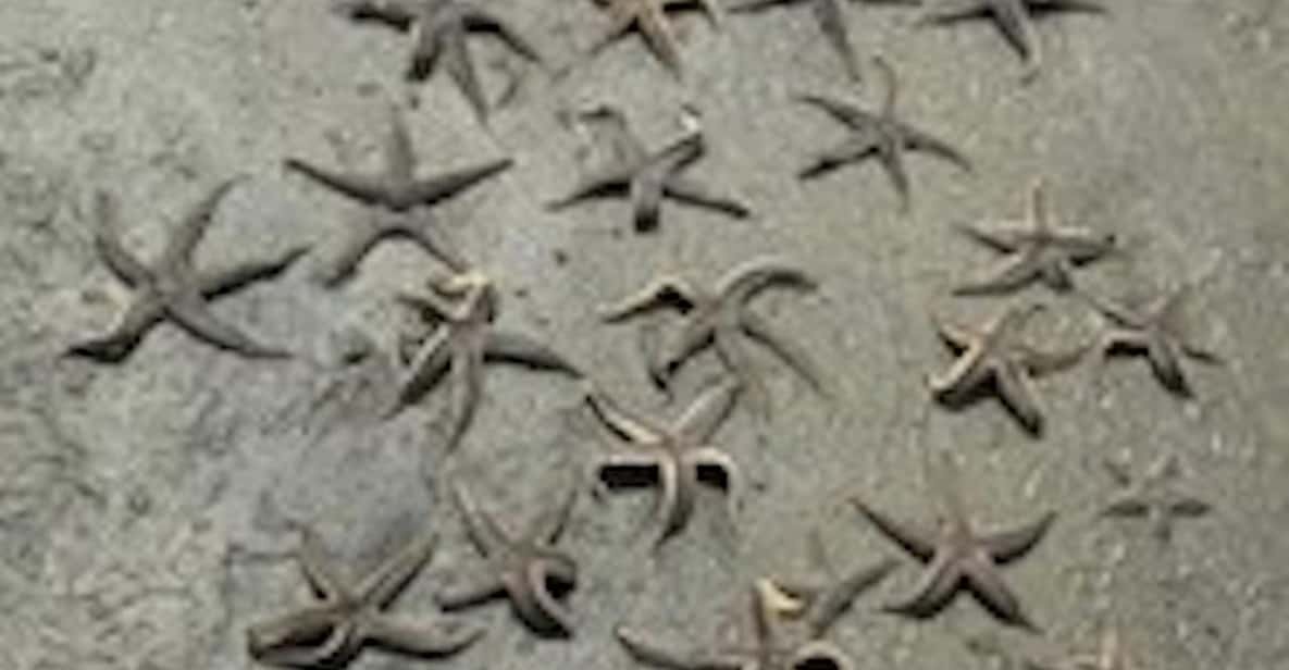 Hilton Head Island: Disappearing Island and Dolphin Tour | GetYourGuide