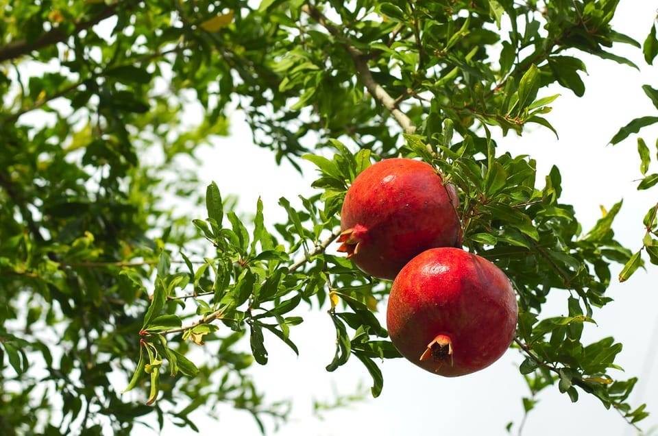 From Baku: Wine Degustation and Plantation visit in Goychay | GetYourGuide