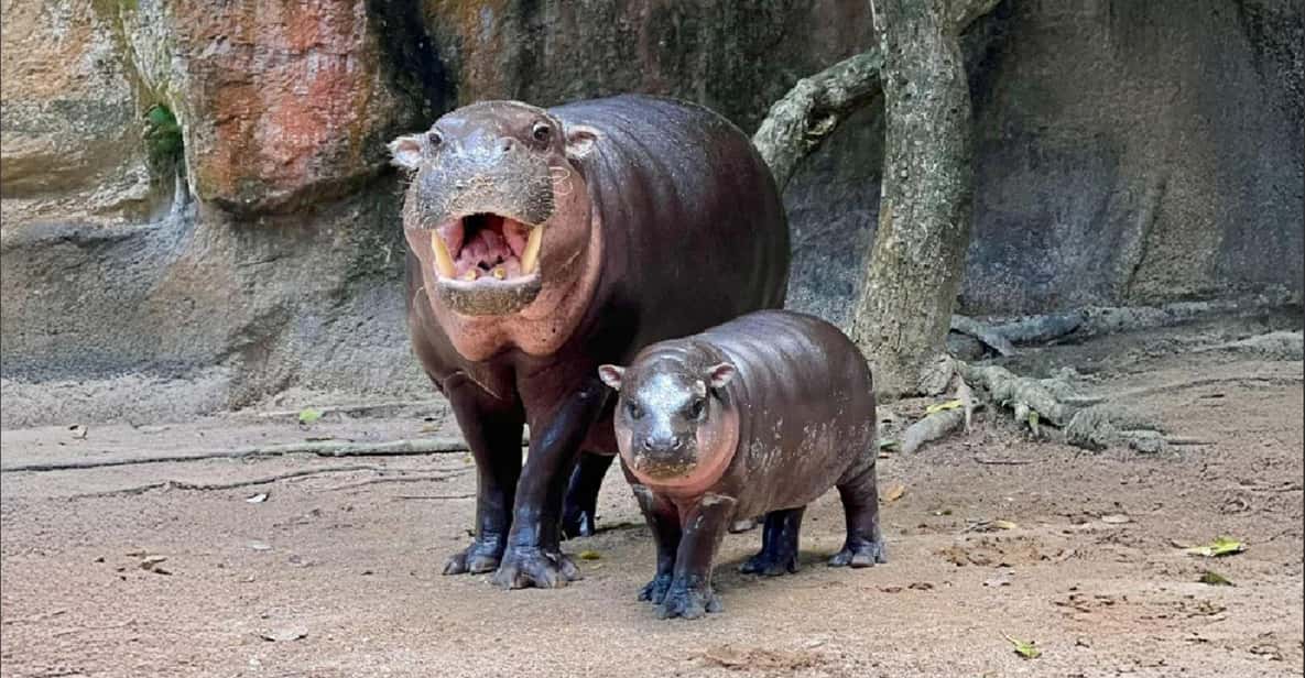 Bangkok: Privater Transfer zum Khao Kaew Open Zoo (Moo Deng) | GetYourGuide