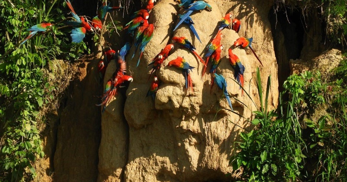 Chuncho Collpa Tour 2/3 Day Tour | GetYourGuide