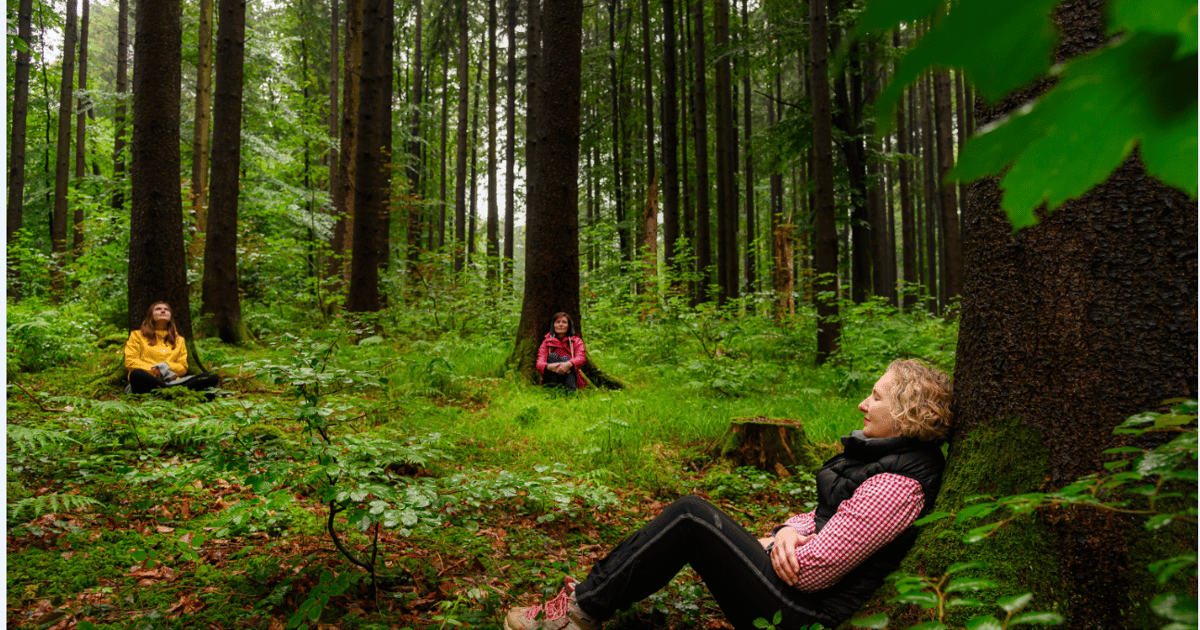 Bad Wörishofen: Shinrin-Yoku – Bosbaden | GetYourGuide