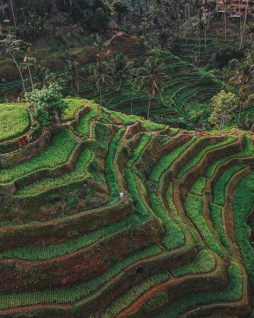 Privé ubud tour Rijstvelden, tempels & Geheime waterval | GetYourGuide