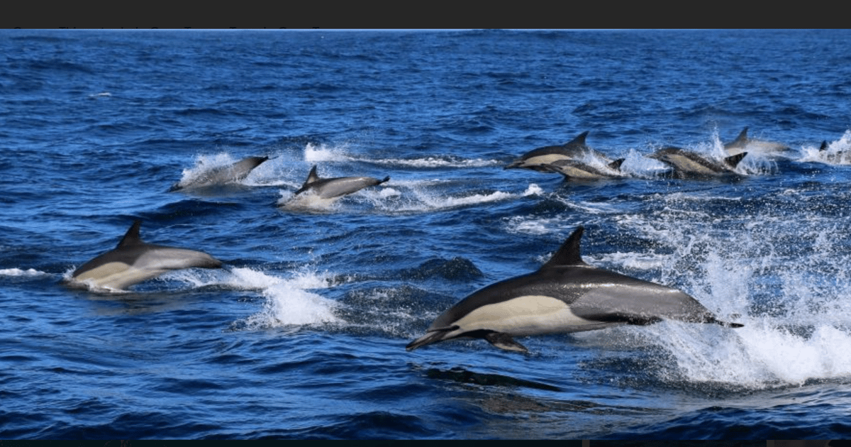 Hermanus Whale Watching Full Day Tour | GetYourGuide