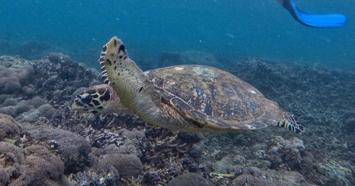 Gili Air Sharing/Group Snorkeling Tour 3 Gili Islands | GetYourGuide
