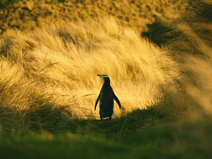Dunedin: Wildlife and Penguin Tour | GetYourGuide