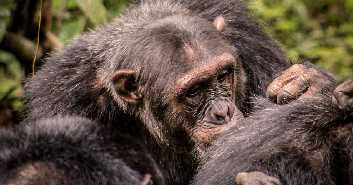 Sansibar: 3-tägige Tour nach Kigoma und zum Gombe Stream Nationalpark | GetYourGuide