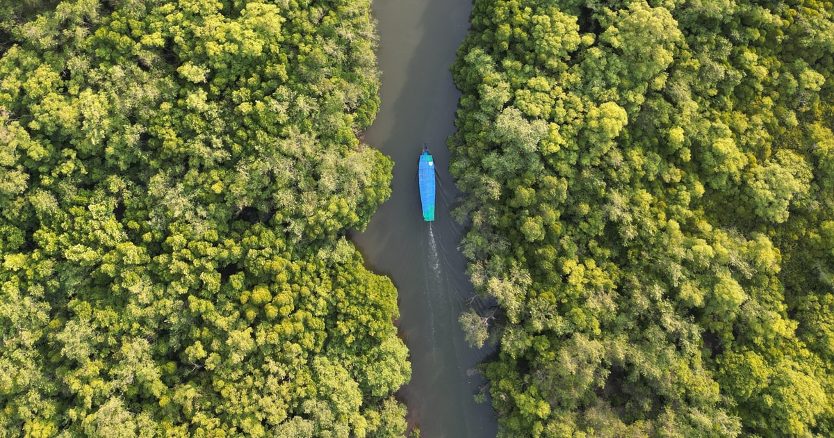 Mangrove Boat Ride | GetYourGuide