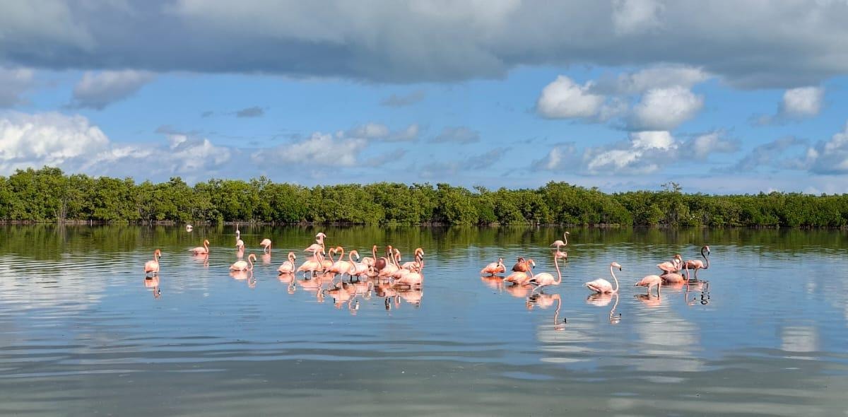 Bootstour: Río Lagartos, Las Coloradas, Flamingos, Mangroven | GetYourGuide