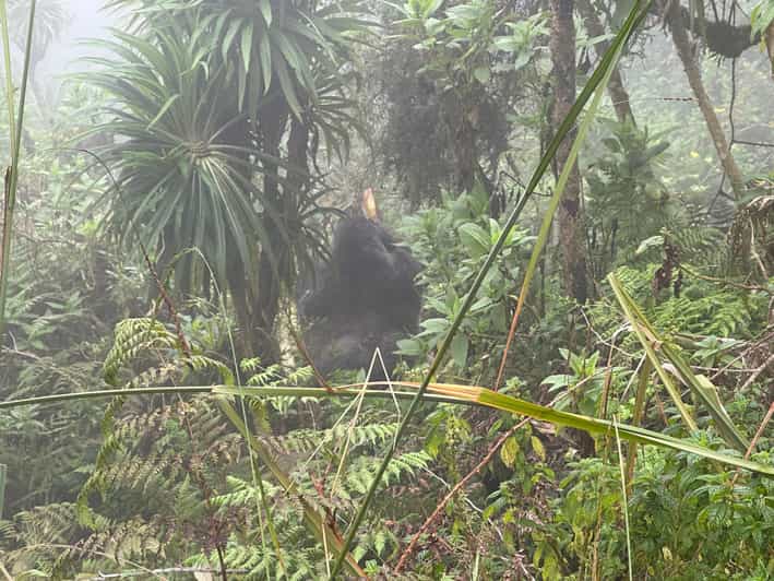 Excursión de Aventura de 1 Día por el Monte Bisoke, Parque Nacional de ...