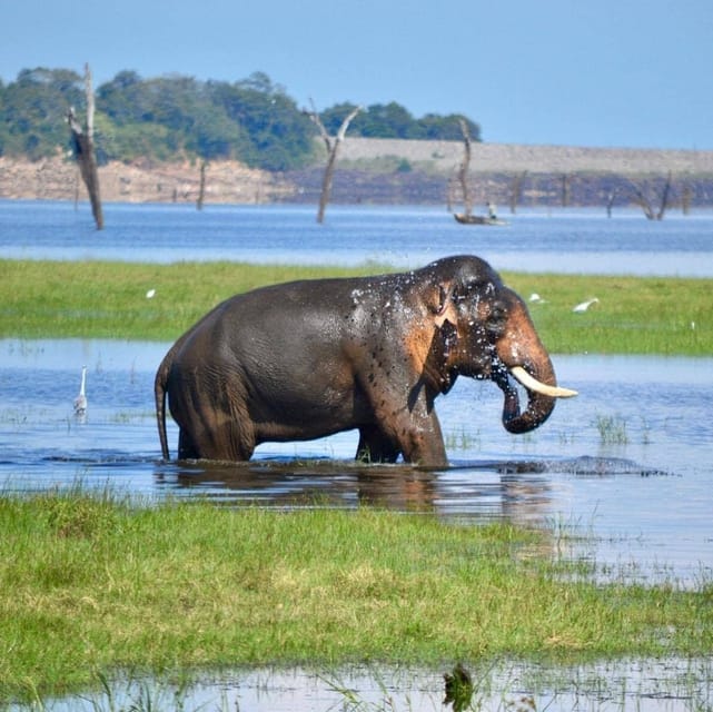 Safari por el Parque Nacional de Kaudulla | GetYourGuide