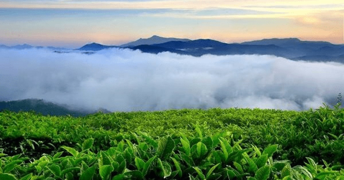 Da Lat: Cloud Hunting in Cau Dat Panorama/ MORNING TOUR | GetYourGuide
